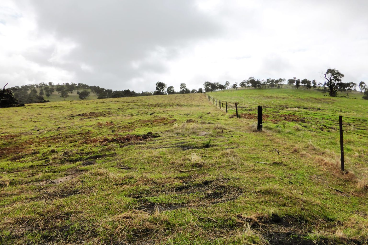 Adding to long-term revegetation projects - Upper Hopkins Land ...