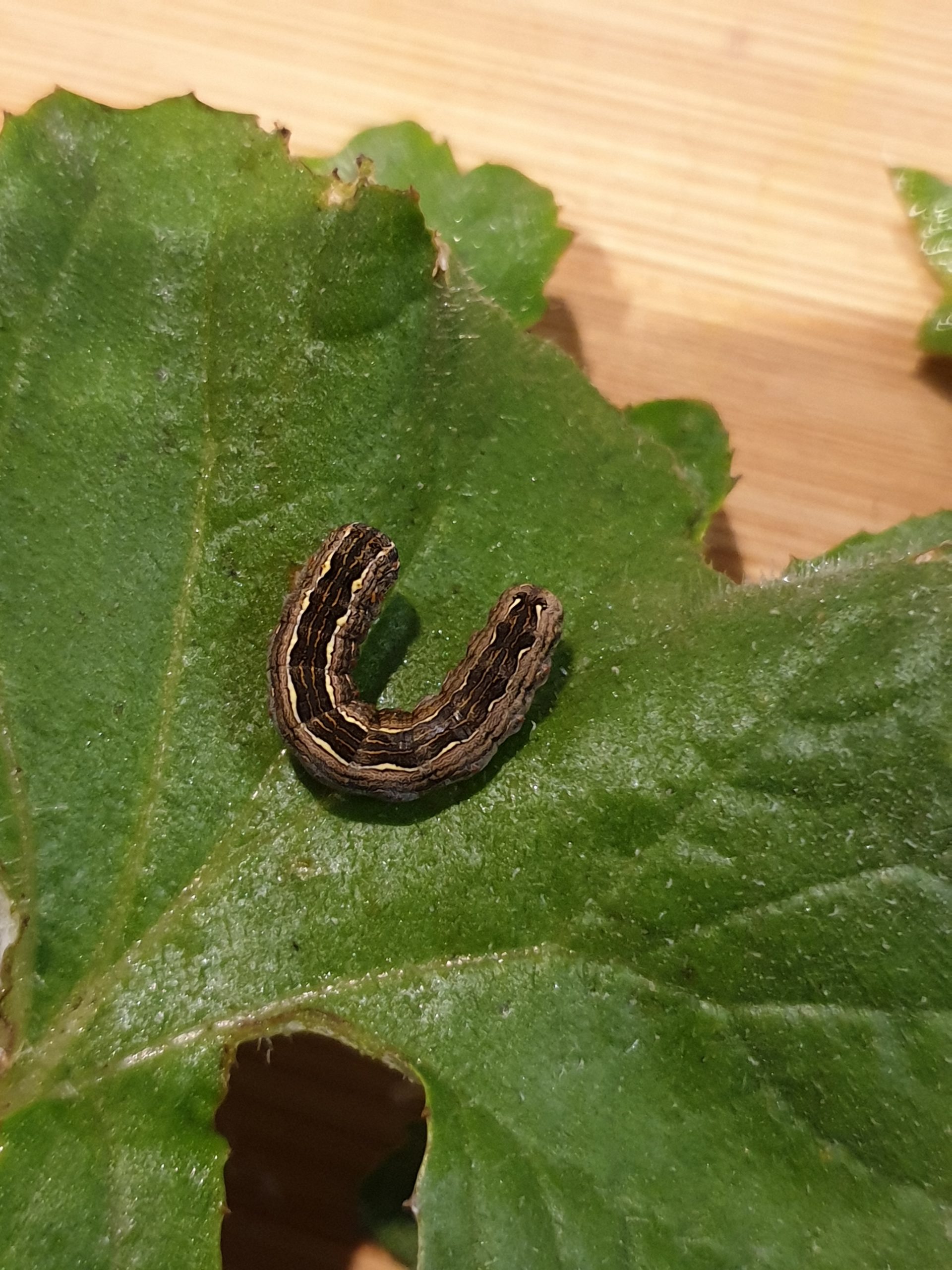 Spring 2020 newsletter - Upper Hopkins Land Management Group